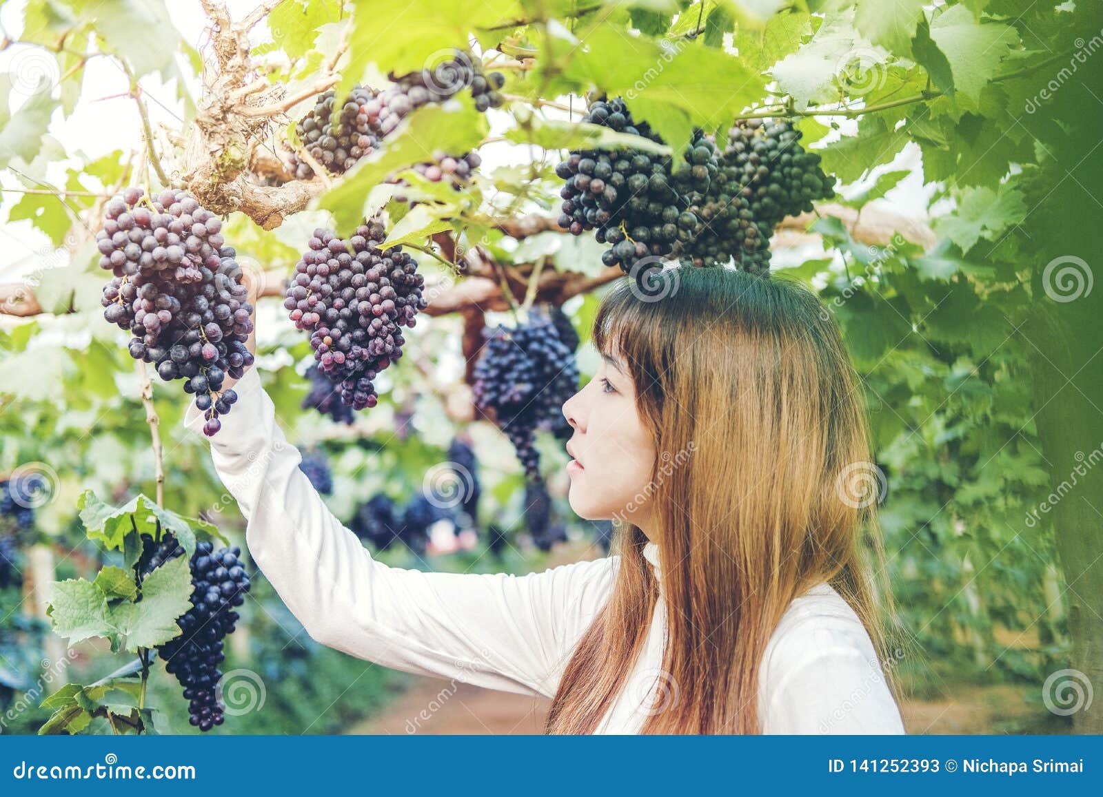 Asian Woman Winemaker Checking Grapes in Vineyard Stock Image - Image ...