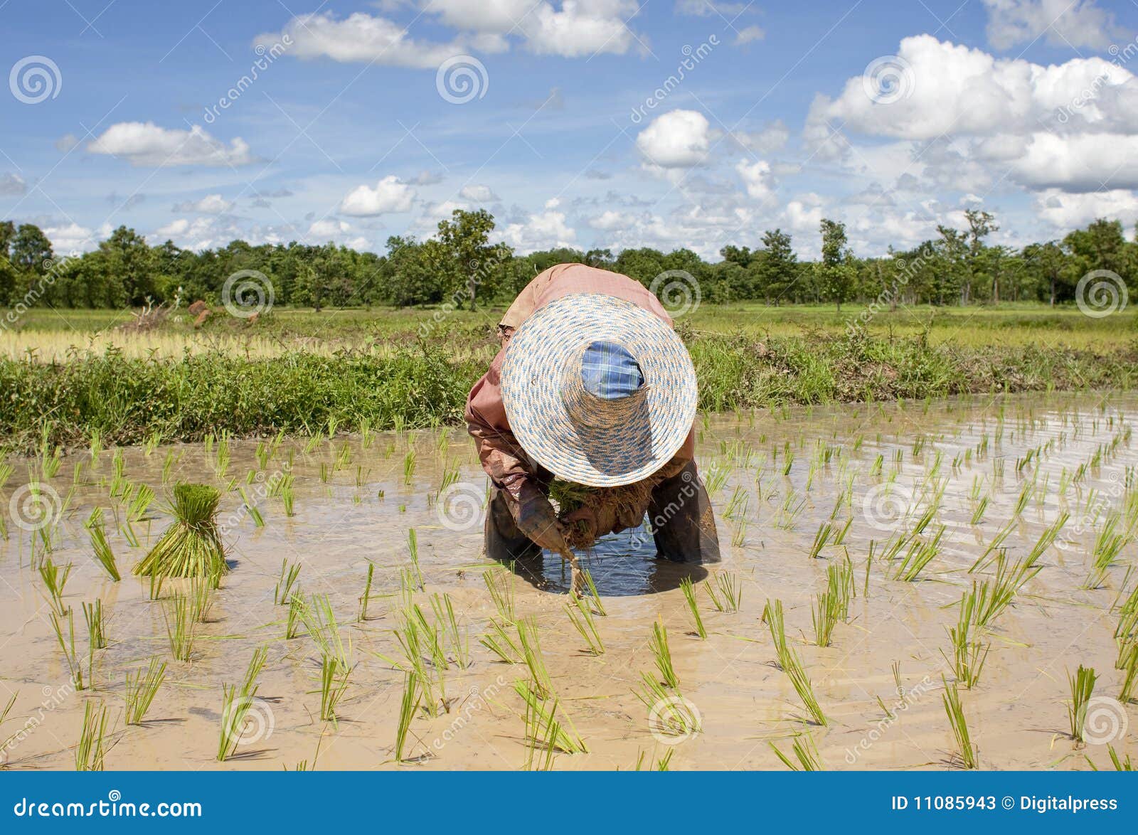 Asian Woman Works on the Rice Field Stock Image - Image of asia ...