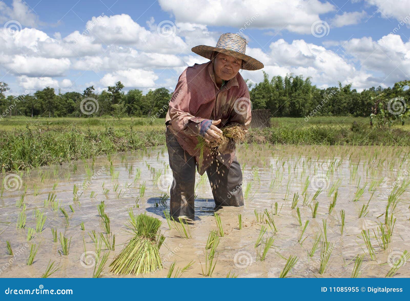 Asian Woman Works on the Rice Field Stock Image - Image of water ...