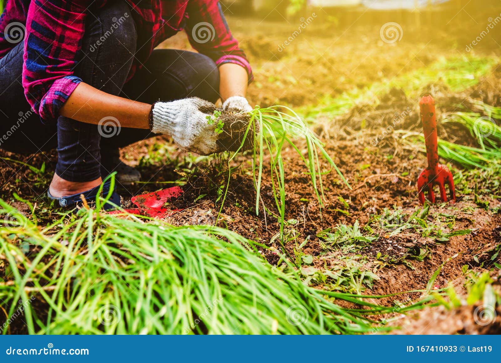 Asian Women are Digging Vegetable Garden Stock Image - Image of ...