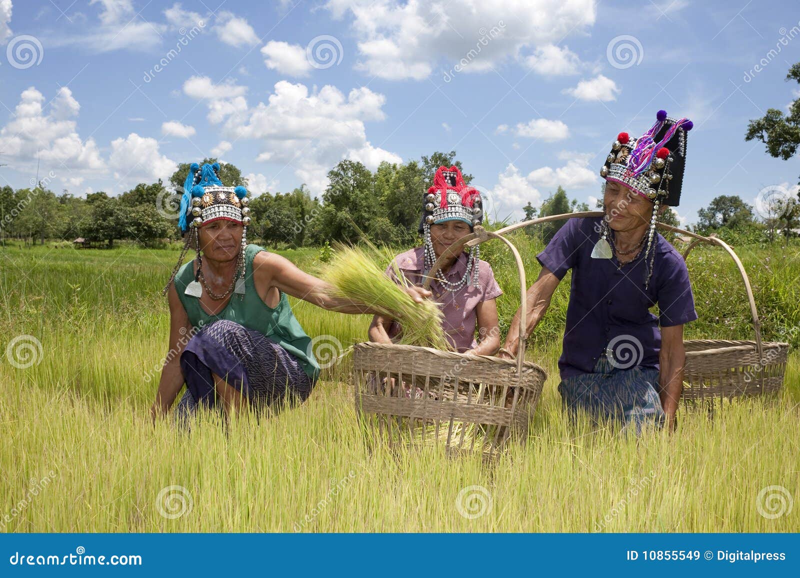Asian Women in the Rice Field, Akha Stock Image - Image of thailand ...