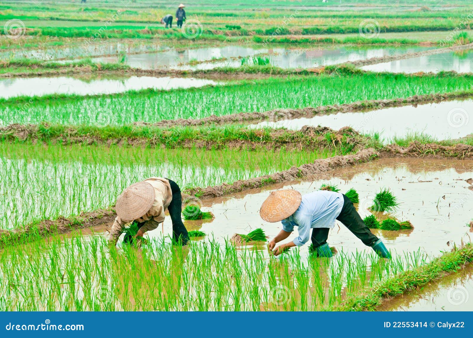 Asian Women in Rice Fields stock photo. Image of field - 22553414
