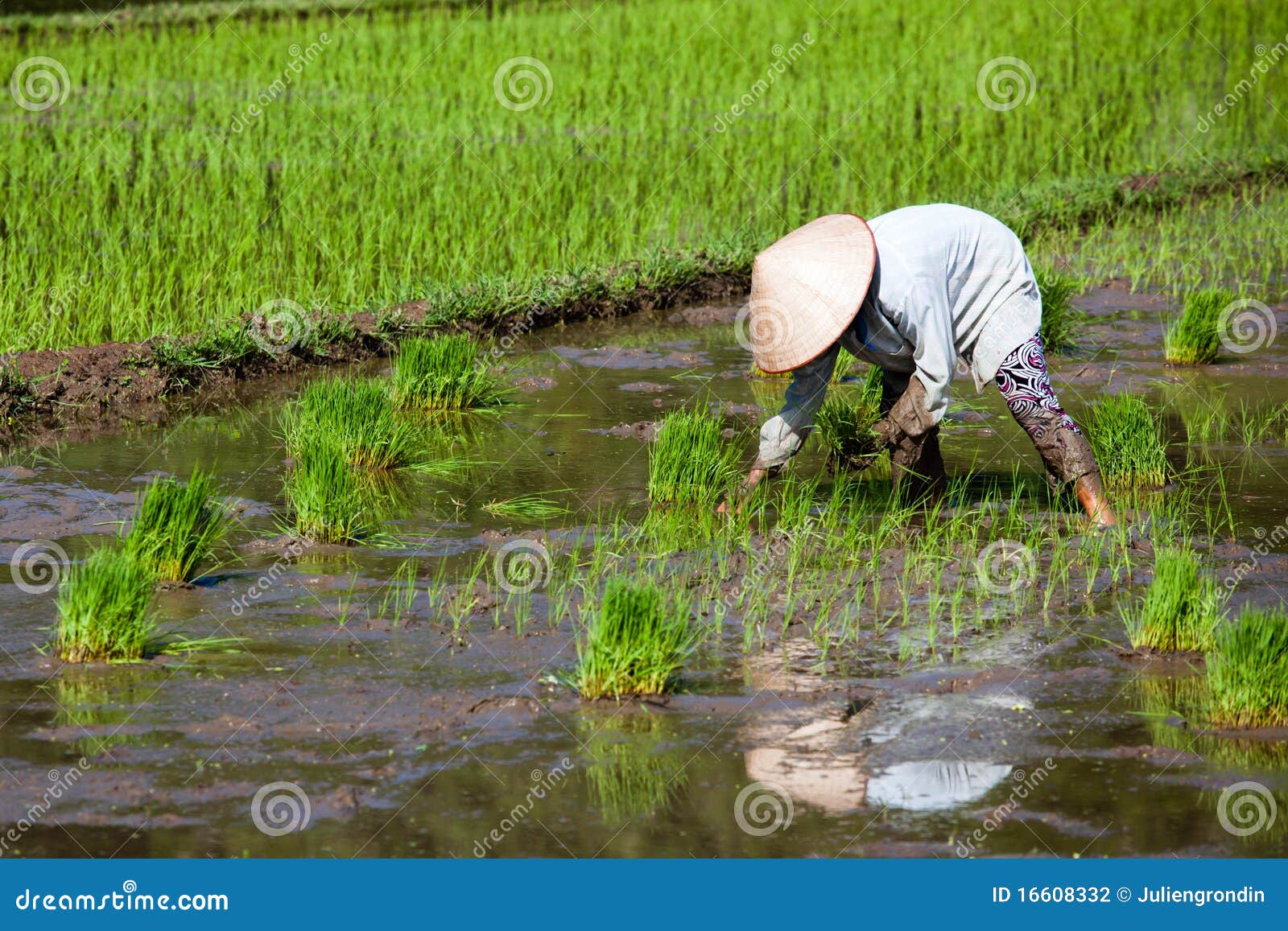 Asian Worker in Paddy Field Stock Photo - Image of plantation ...