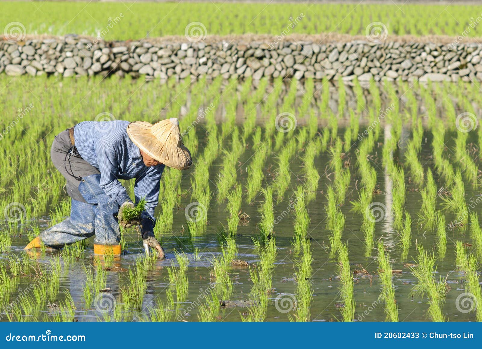 Asian Worker on Paddy Rice Field. Stock Image - Image of agriculture ...