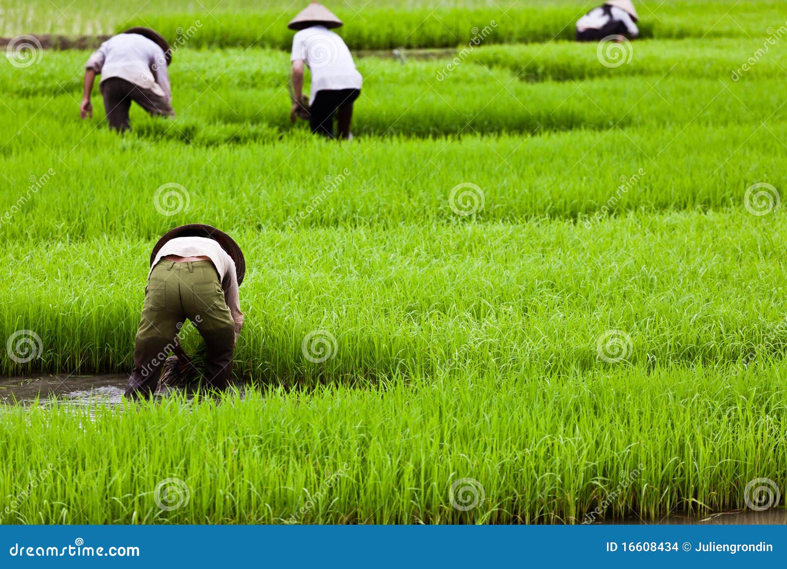 Asian Workers on Rice Paddy Stock Photo - Image of nature, countryside ...