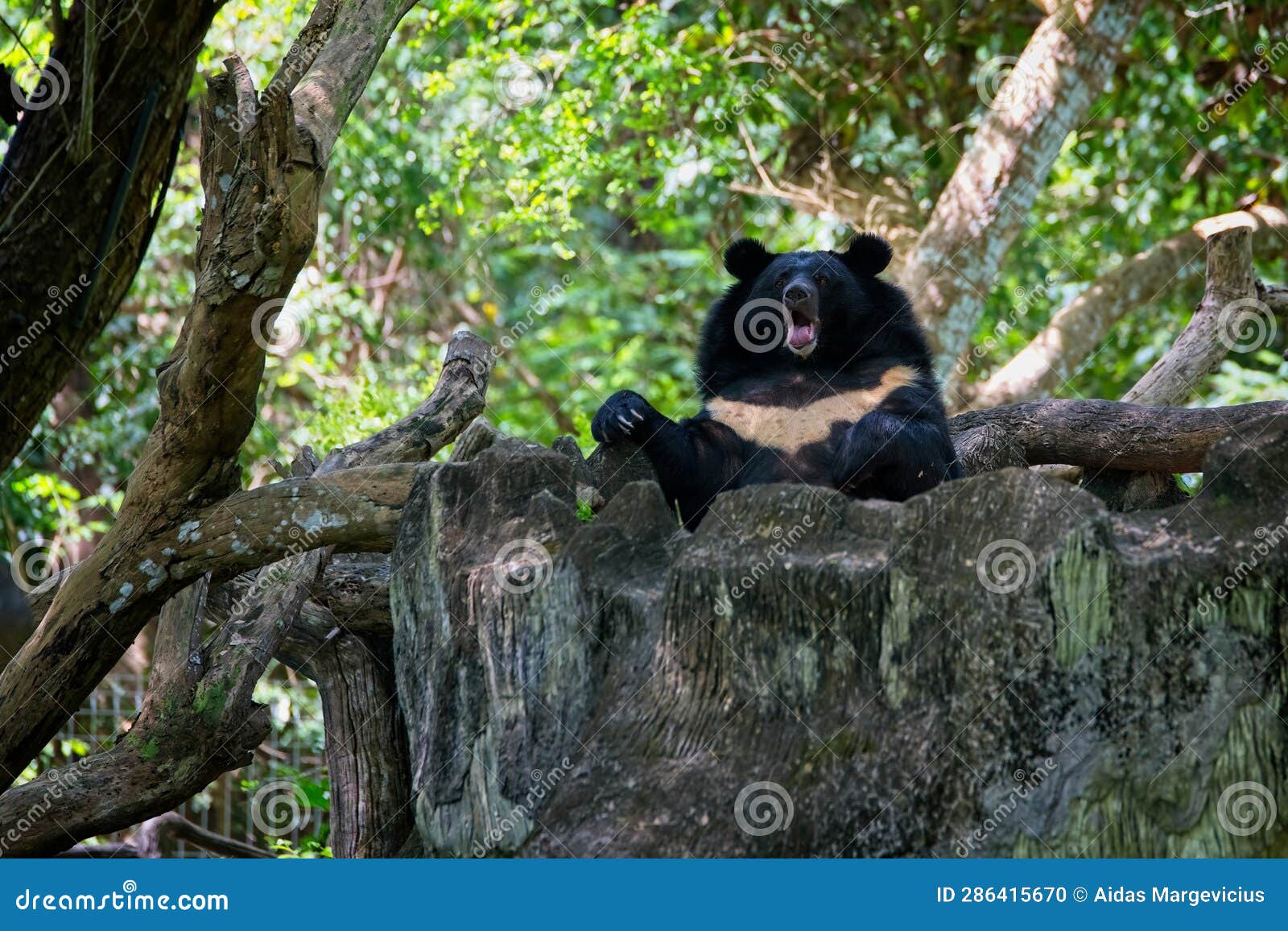 Asiatic Black Bear in the Tree Stock Photo - Image of predator, tree ...