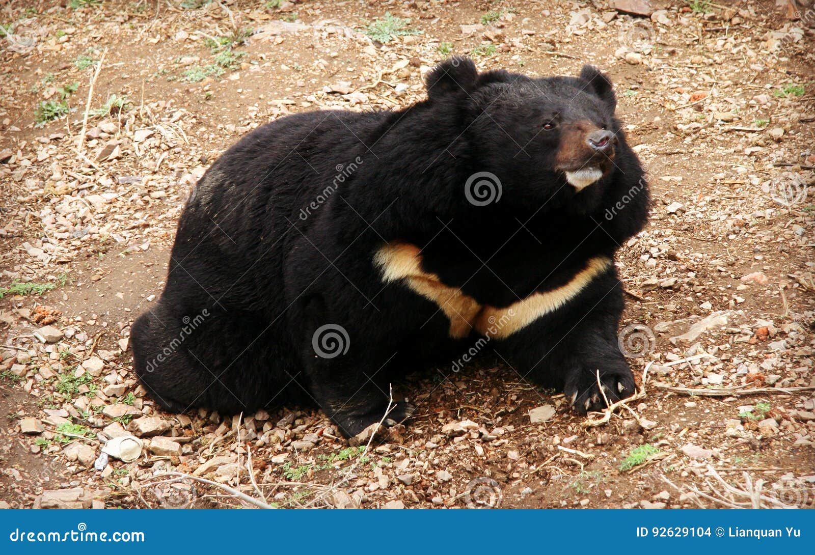 Asiatic black bear stock photo. Image of moon, nose, animal - 92629104