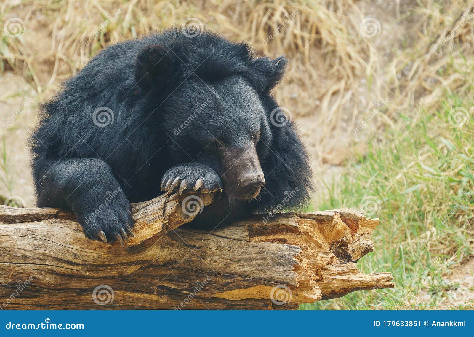 Asiatic black bear stock image. Image of strong, asiatic - 179633851
