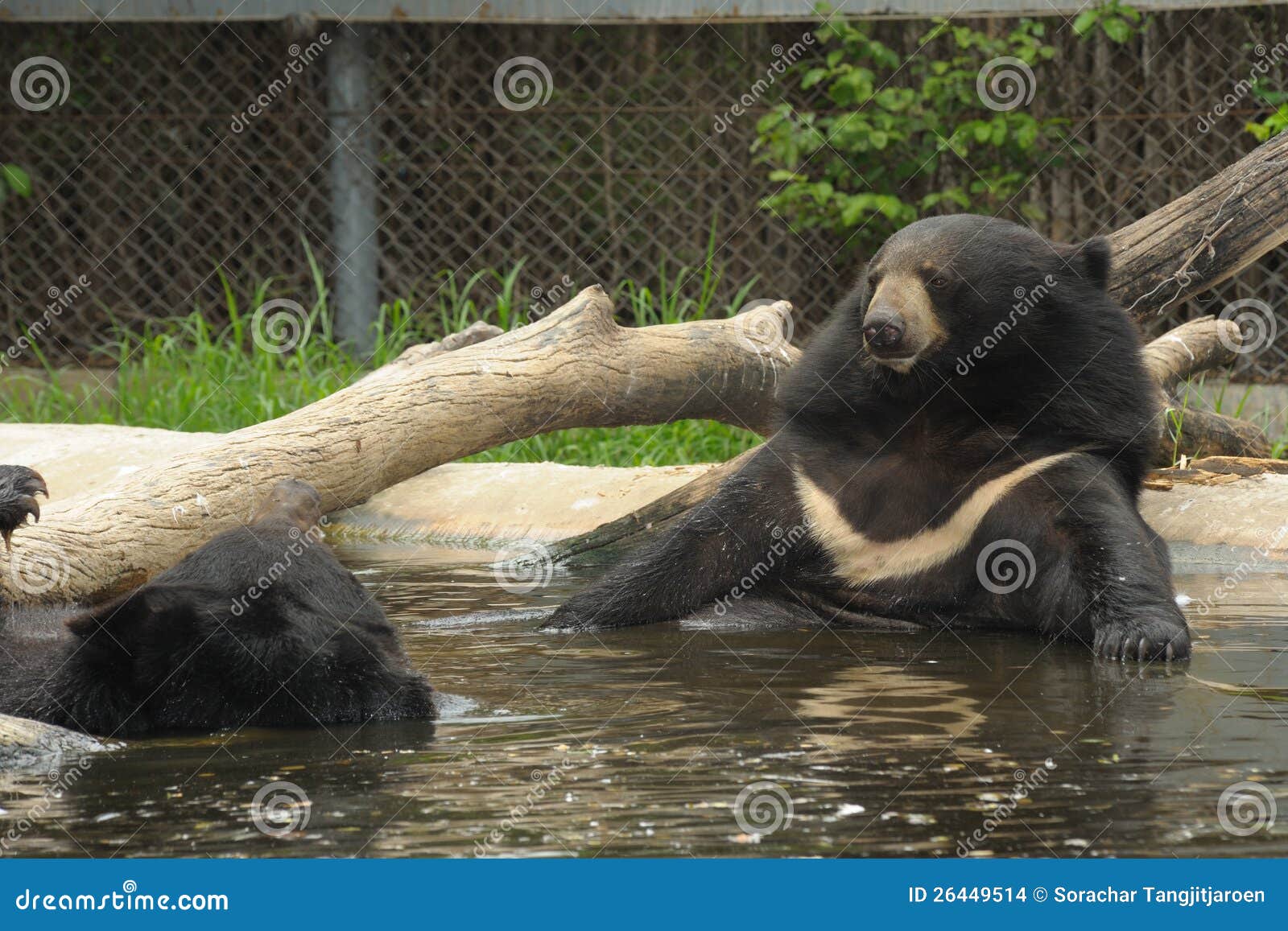 The Asiatic Black Bear Relax in Basin. Stock Photo - Image of travel ...