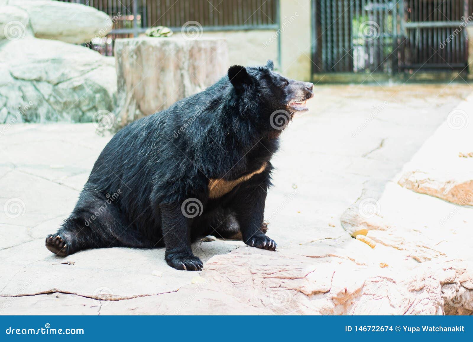 Asiatic Black Bear Sitting on Rock Stock Photo - Image of wild, furry ...