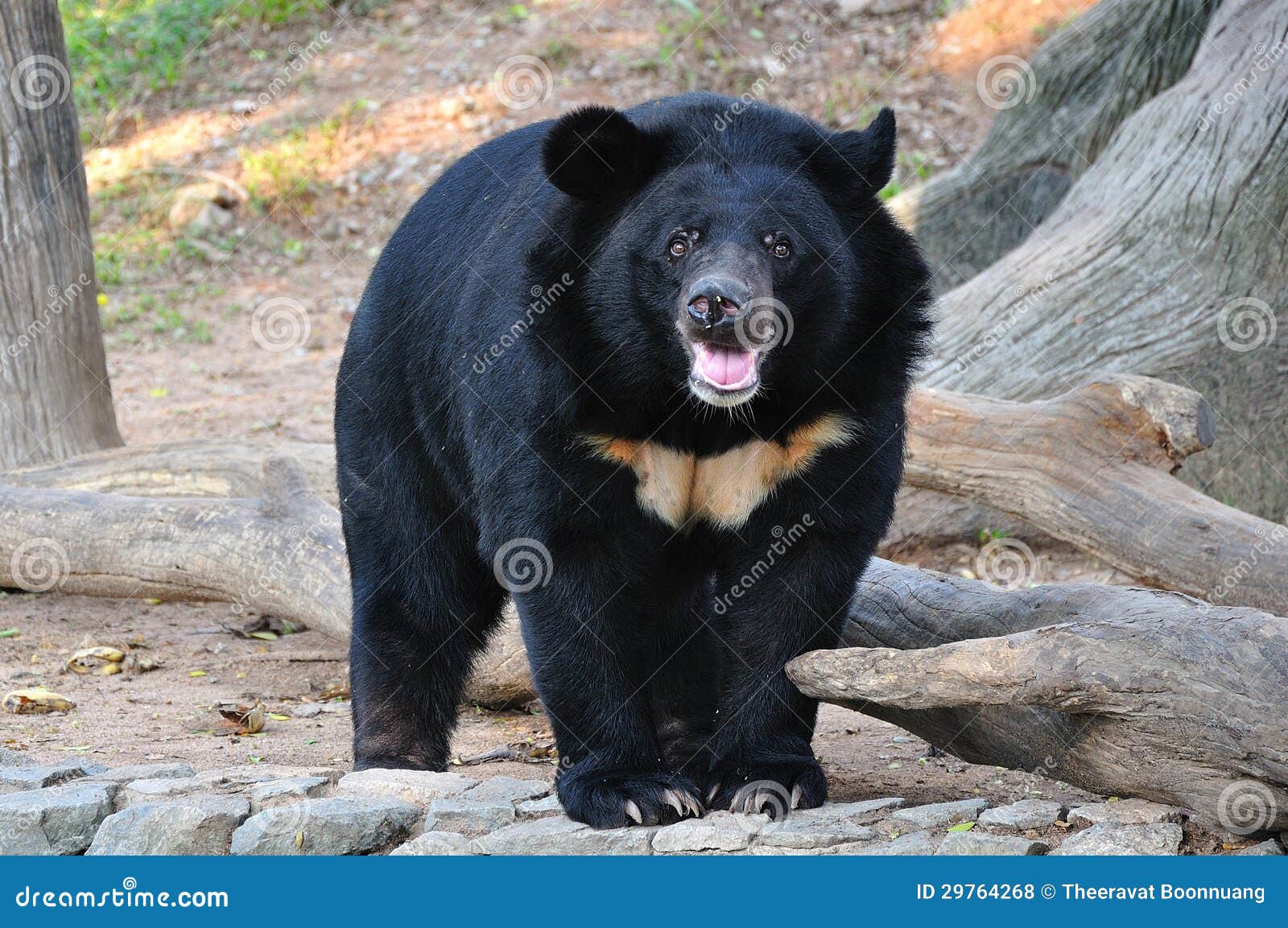 Asiatic black bear stock photo. Image of face, beautiful - 29764268