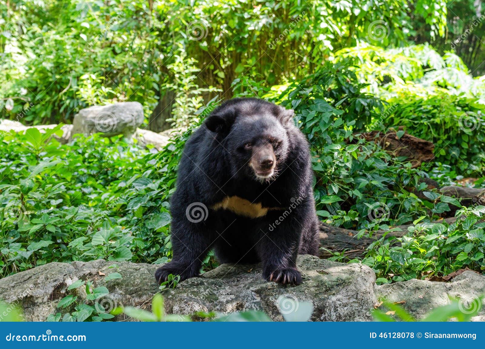 Moon Bear Stock Image | CartoonDealer.com #32864737