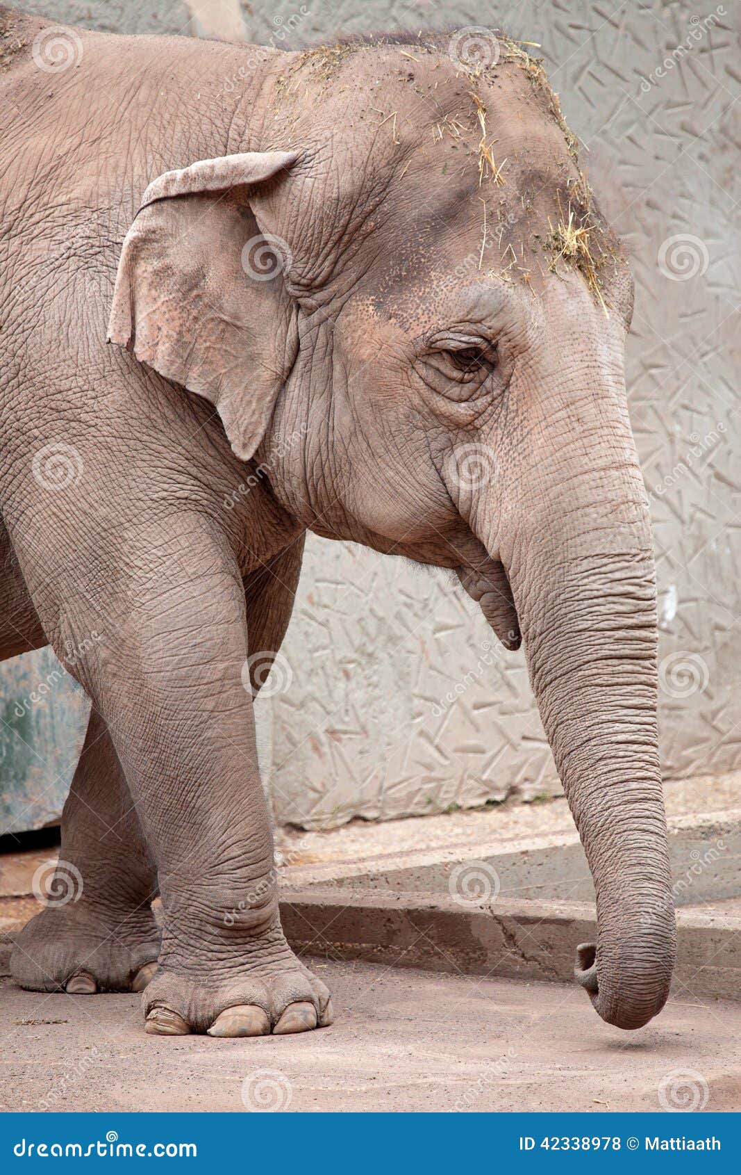 Asiatic Elephant Elephas Maximus Stock Images - Download 689 Royalty ...