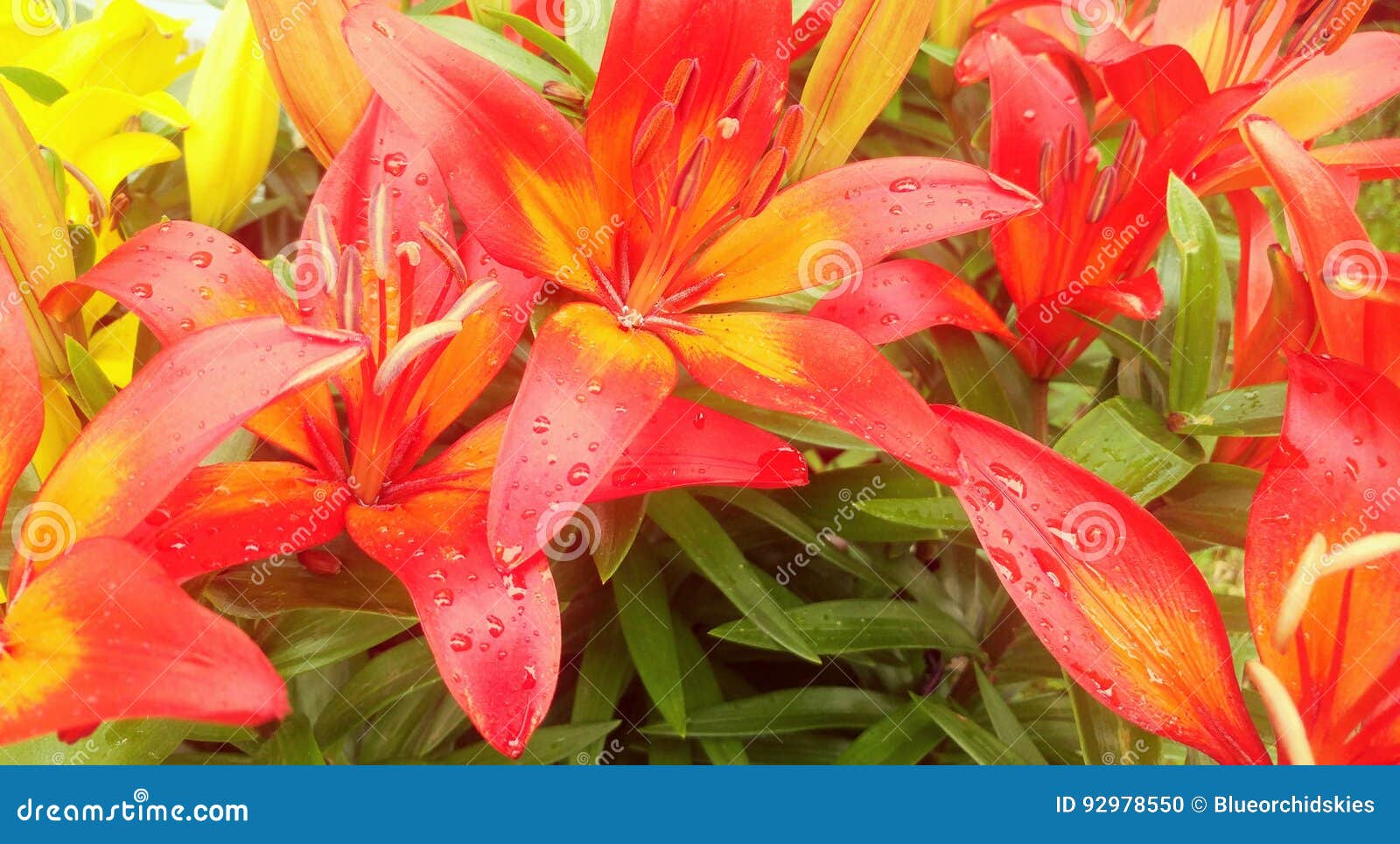 Asiatic Hybrid Lilies Close Up Stock Photo - Image of orange, flowers ...