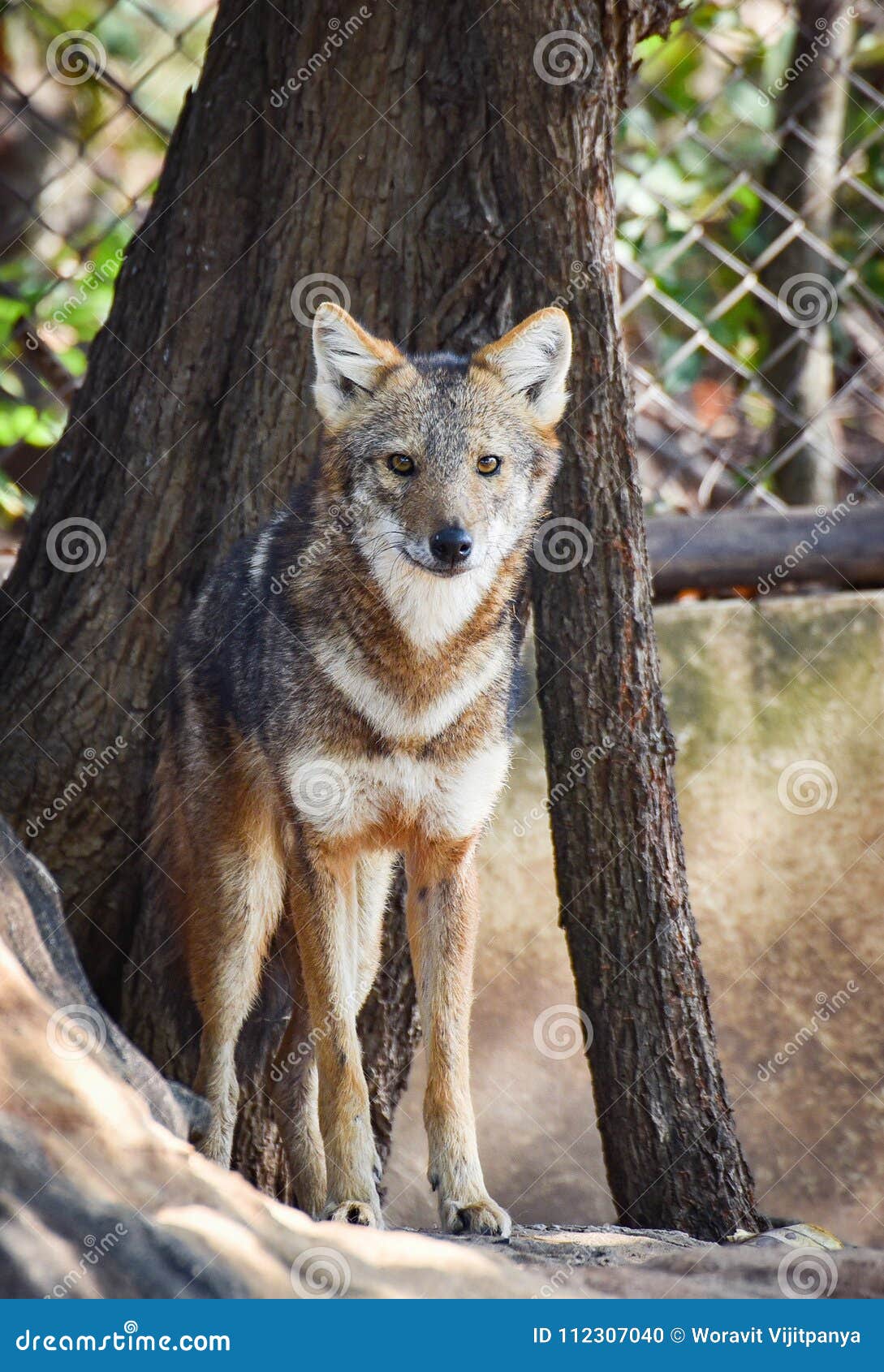 Asiatic jackal stock photo. Image of horizontal, nature - 112307040