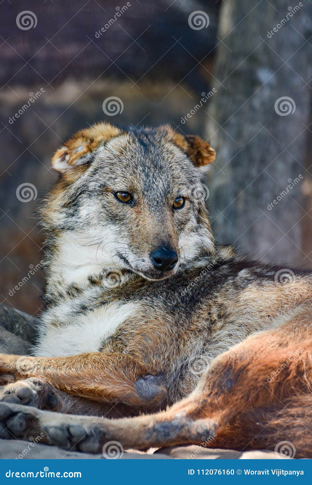 Asiatic jackal stock photo. Image of animal, meadow - 112076160