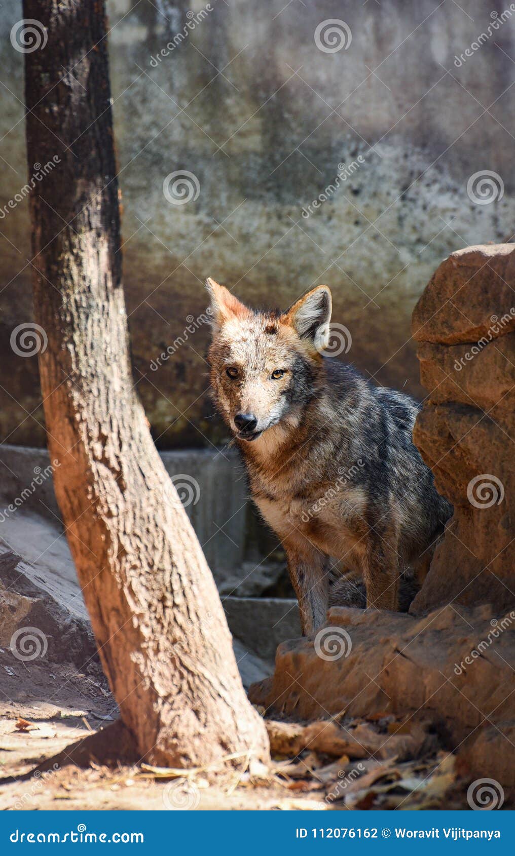 Asiatic jackal stock photo. Image of canine, asiatic - 112076162