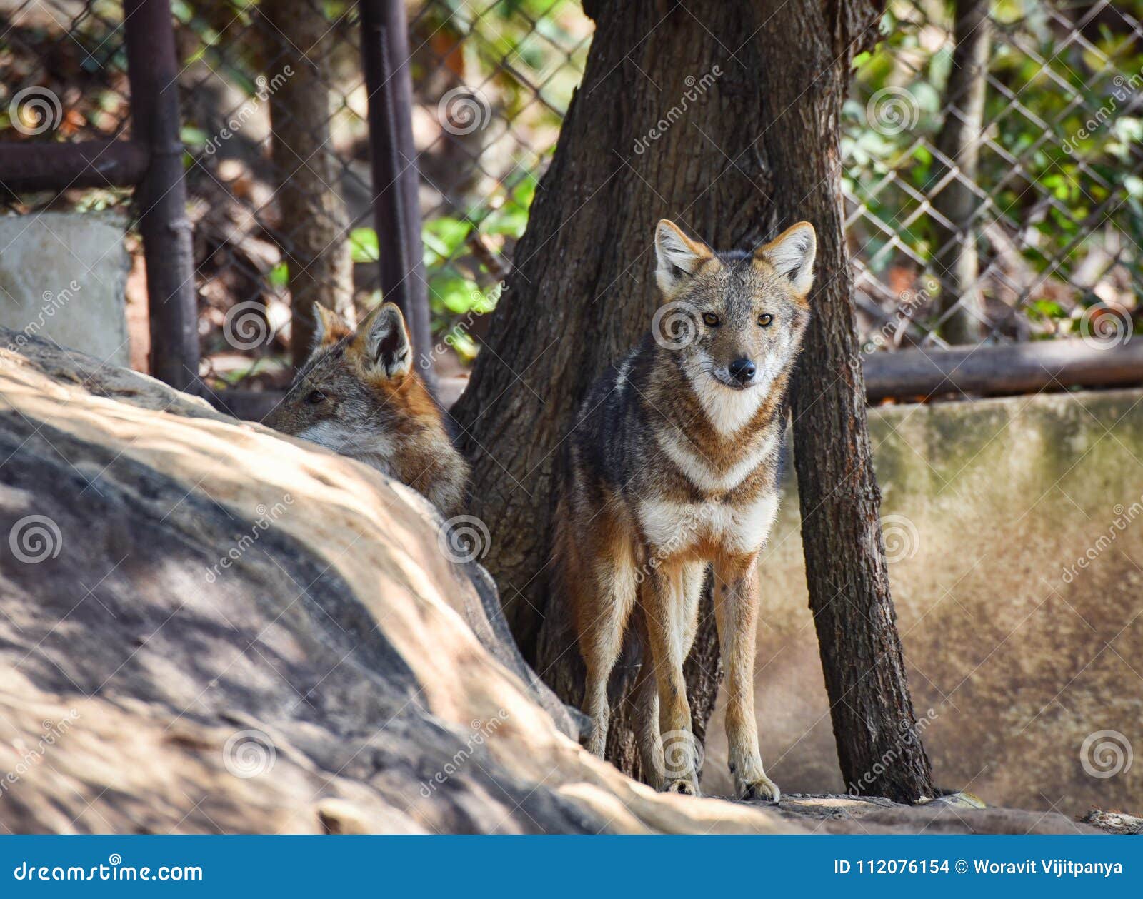 Asiatic jackal stock photo. Image of animal, lawn, meadow - 112076154