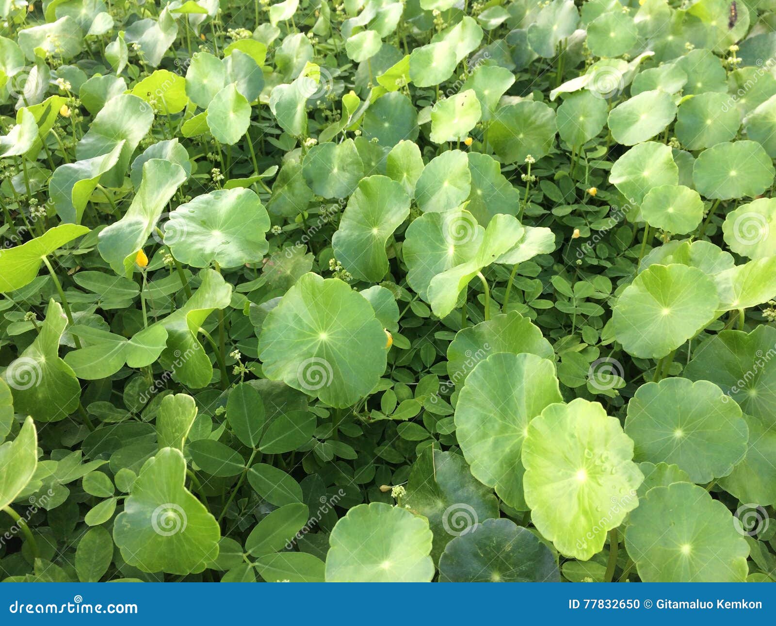 Asiatic leaf stock photo. Image of home, asiatic, garden - 77832650