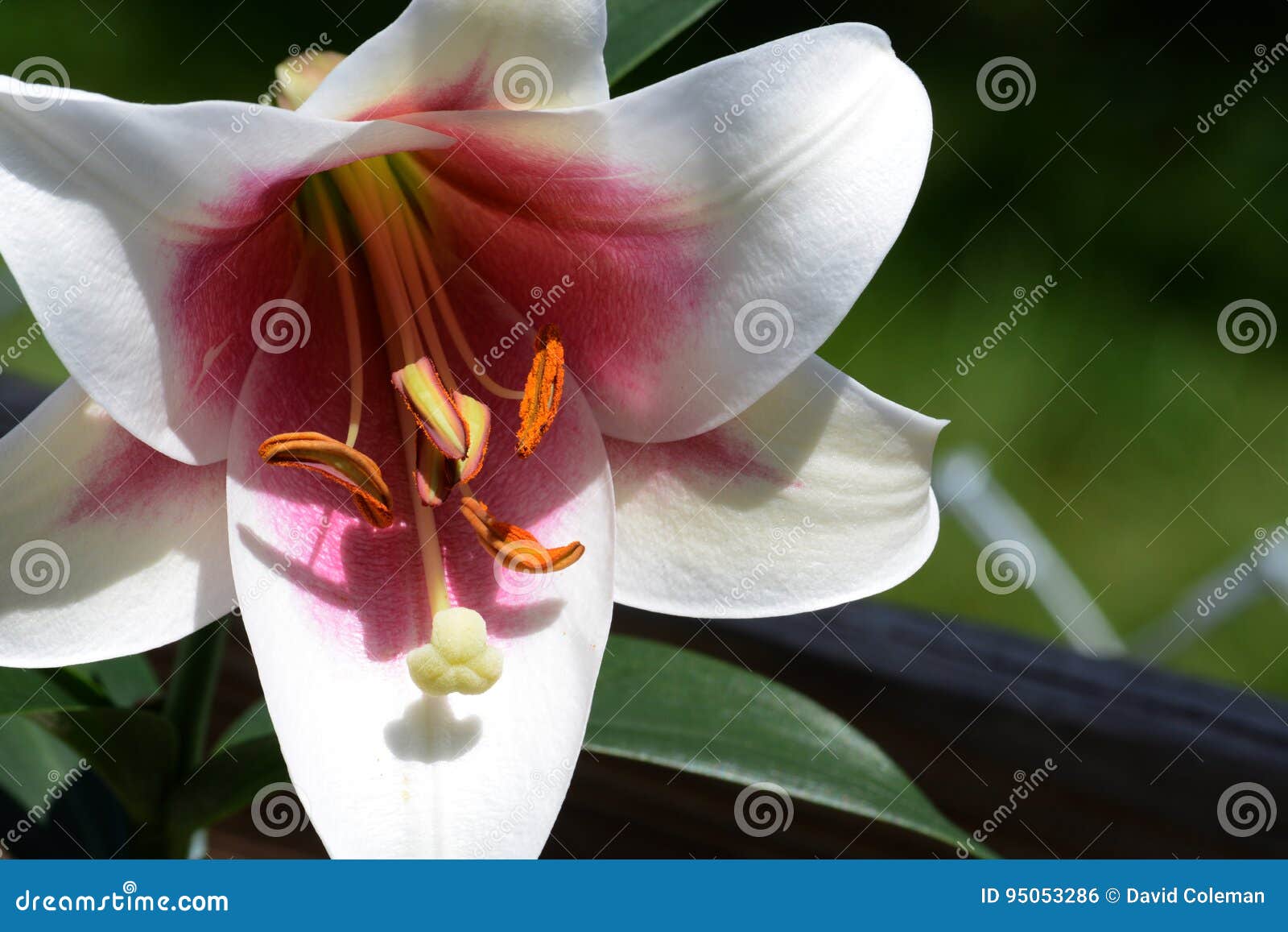 Asiatic Lilly Bloom stock photo. Image of nature, outdoors - 95053286