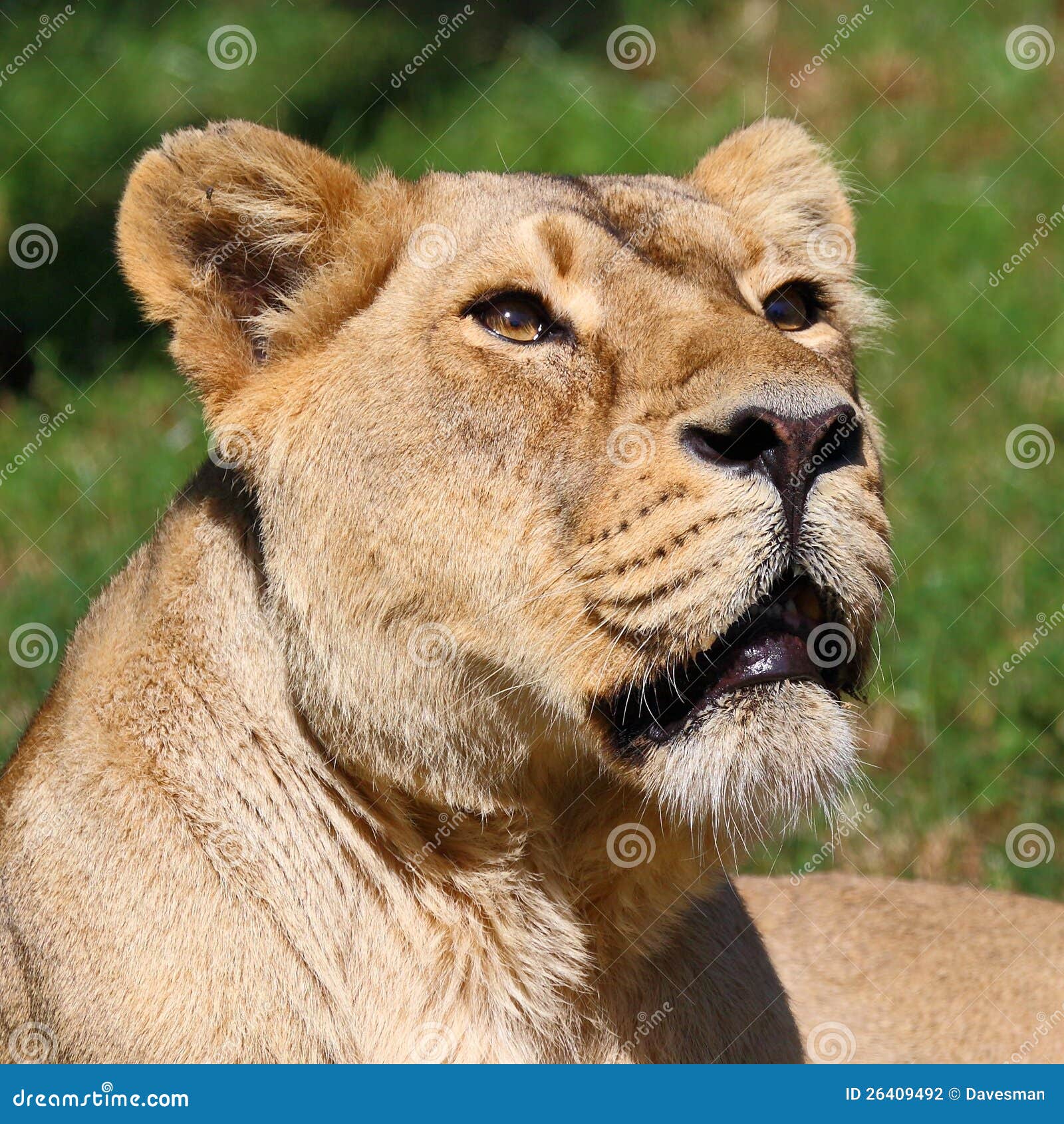 Asiatic Lion stock photo. Image of indian, eurasian, persian - 26409492