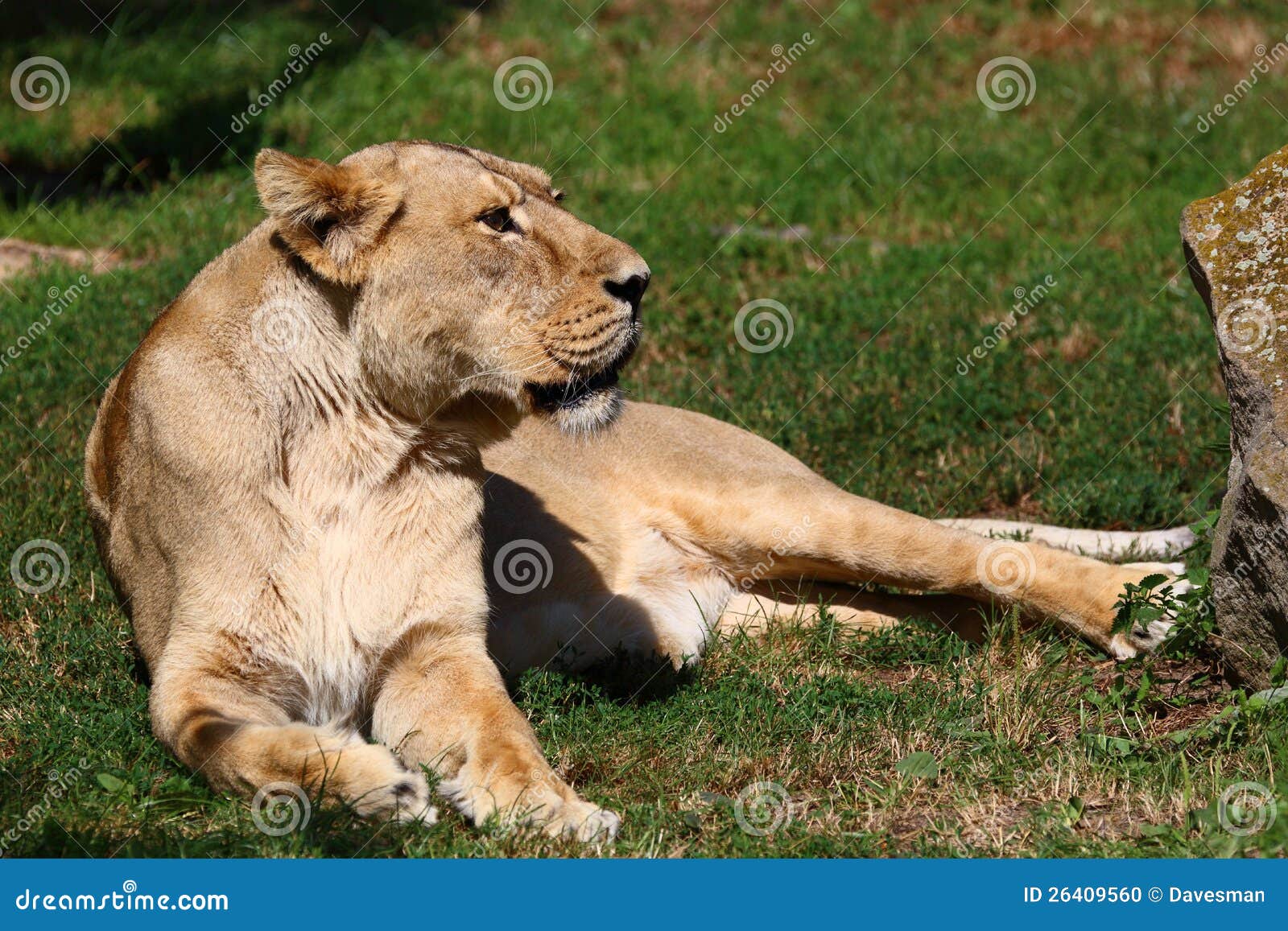 Asiatic Lion stock photo. Image of eurasian, persica - 26409560
