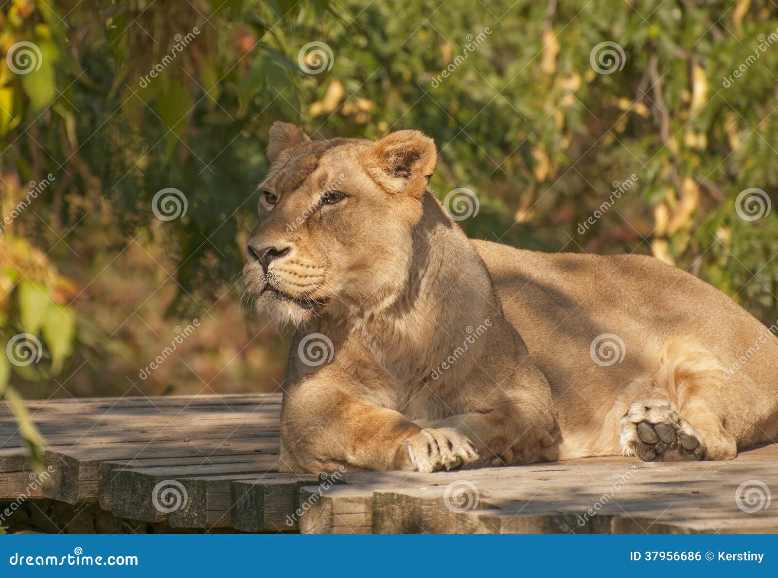 Asiatic lion stock photo. Image of predator, park, beast - 37956686