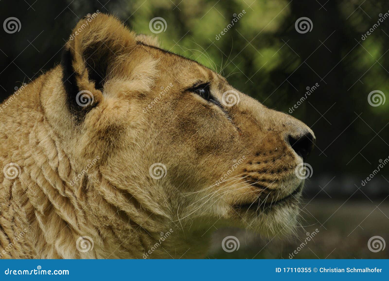 Asiatic Lion ( Panthera Leo Persica ) Stock Image - Image of carnivora ...