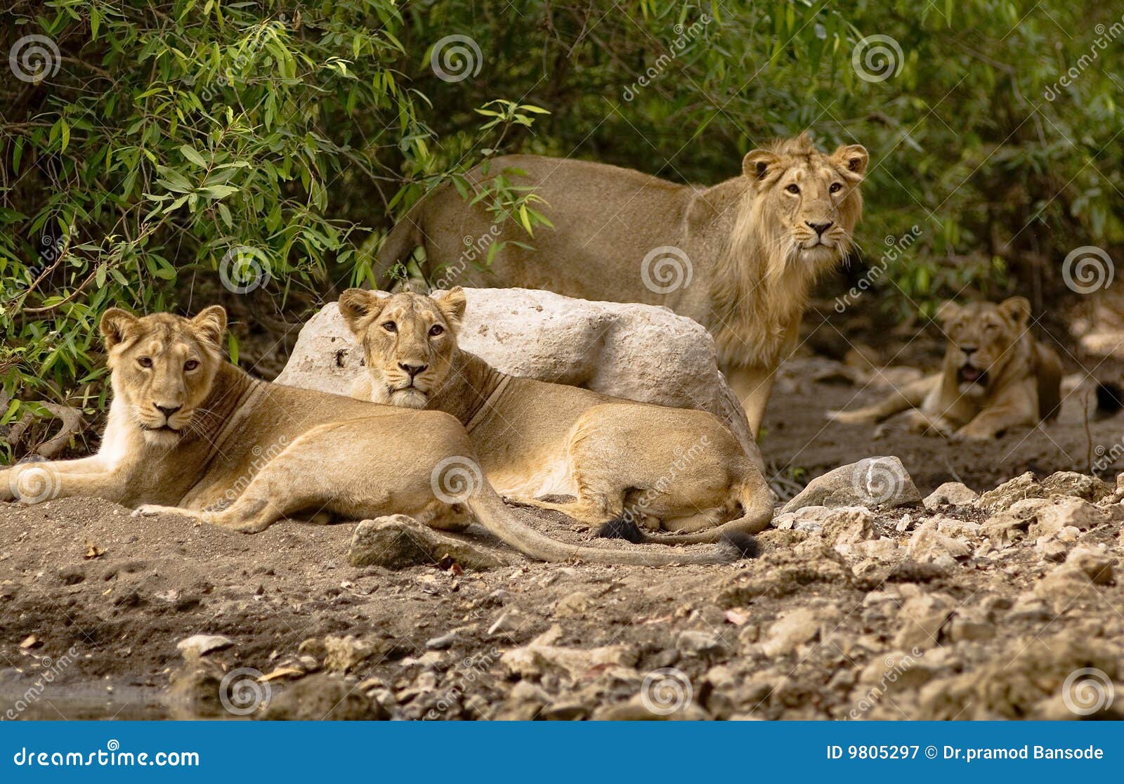 Asiatic lions stock image. Image of asiatic, sasan, male - 9805297