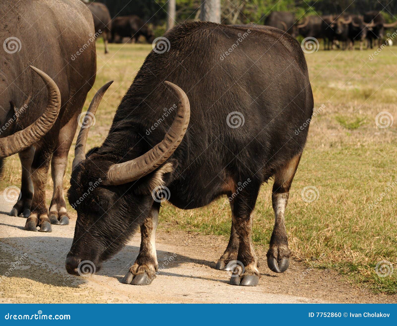 Asiatic water buffalo stock photo. Image of animal, asiatic - 7752860