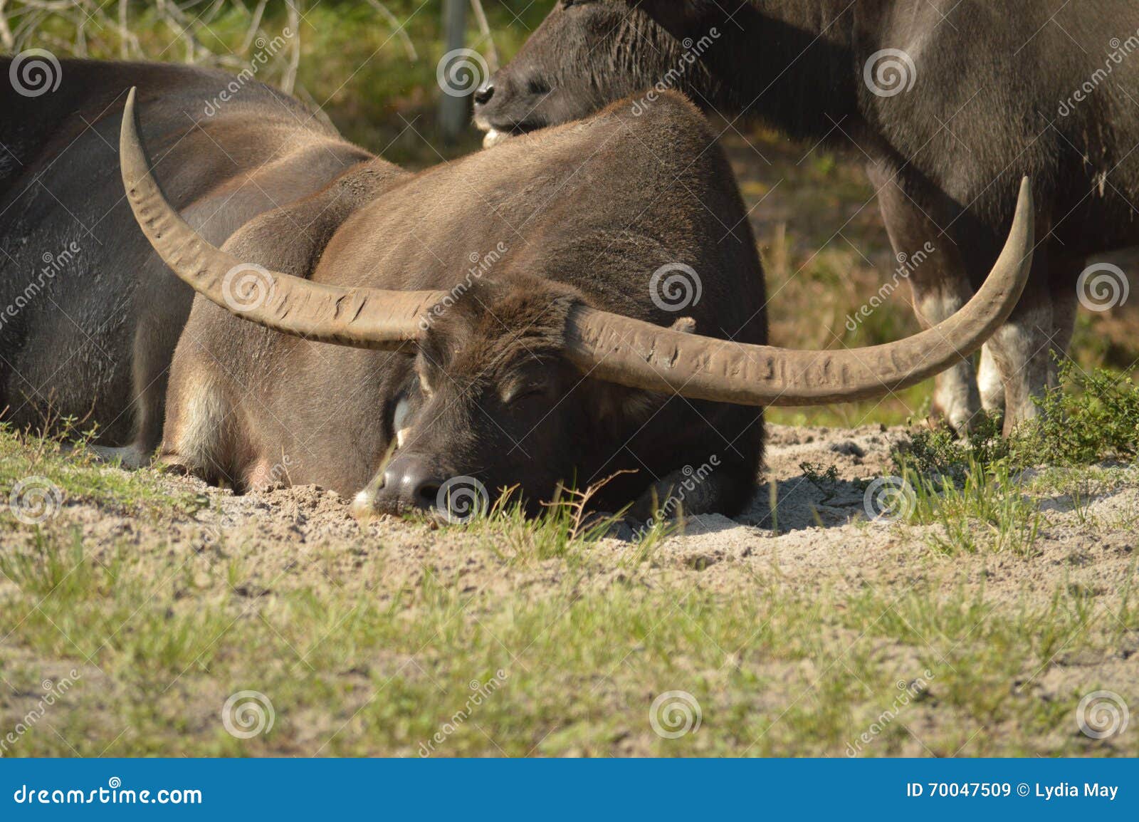 Asiatic Water buffalo stock image. Image of horns, spheniscus - 70047509