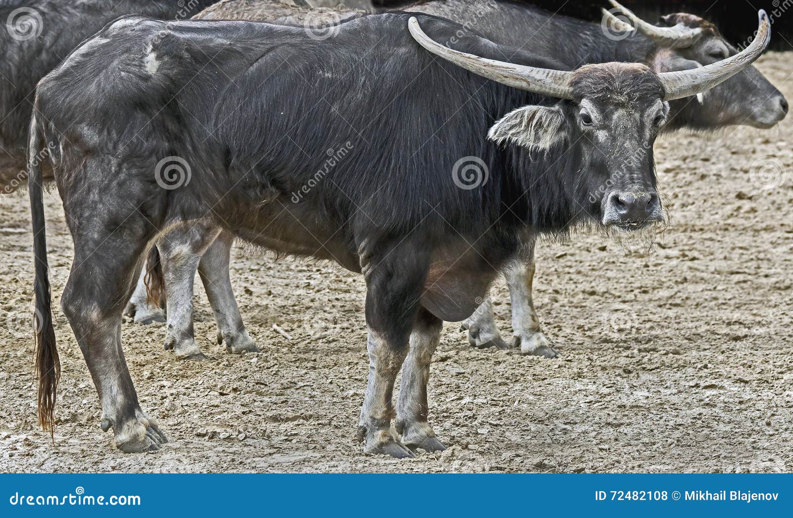 Asiatic water buffalo 2 stock photo. Image of country - 72482108