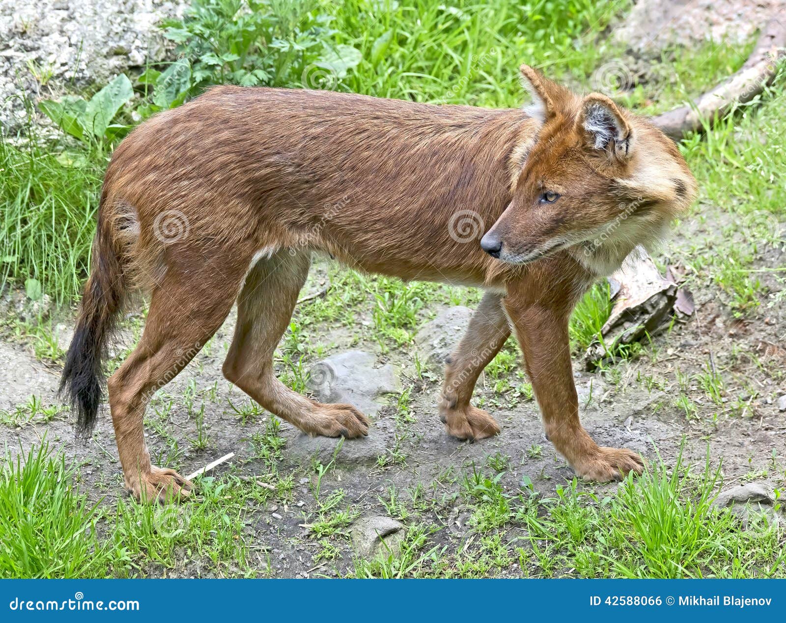 Asiatic wild dog 2 stock photo. Image of dangerous, hunting - 42588066