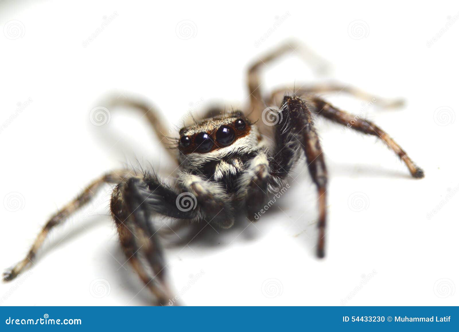 Asiatische Springende Spinne Stockfoto - Bild von tarantel, tiere: 54433230