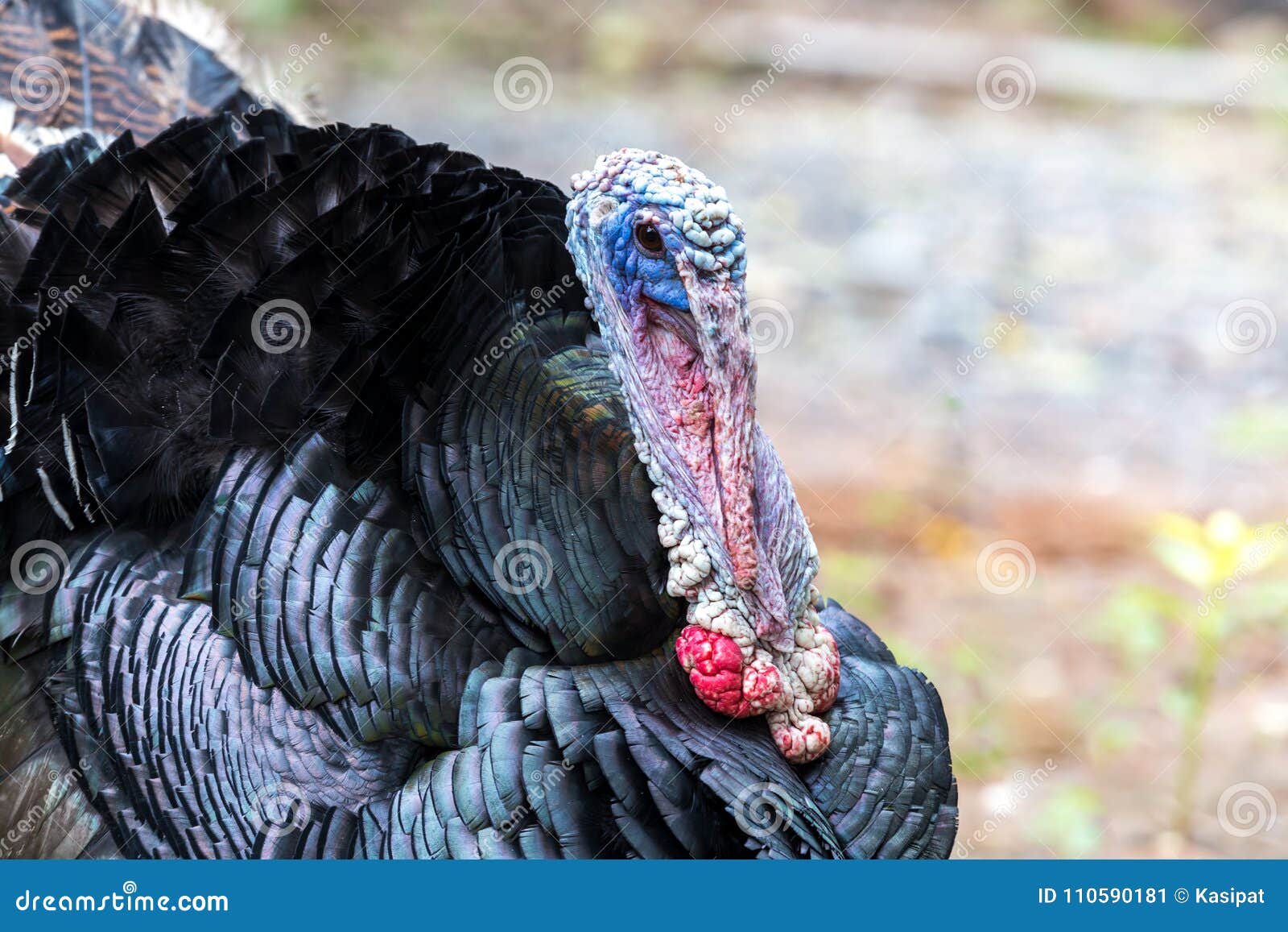 Asiatisk djur kalkon fotografering för bildbyråer. Bild av grön - 110590181