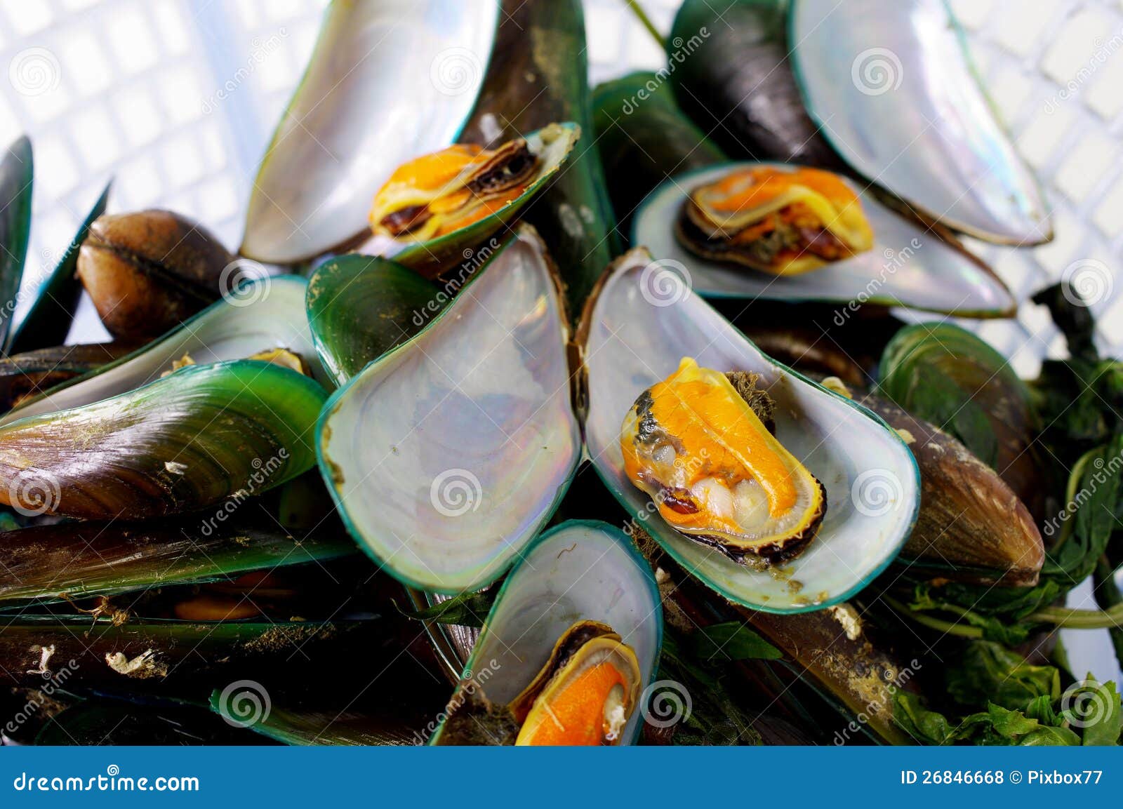 Asiatisk grön mussla arkivfoto. Bild av korgar, mussla - 26846668