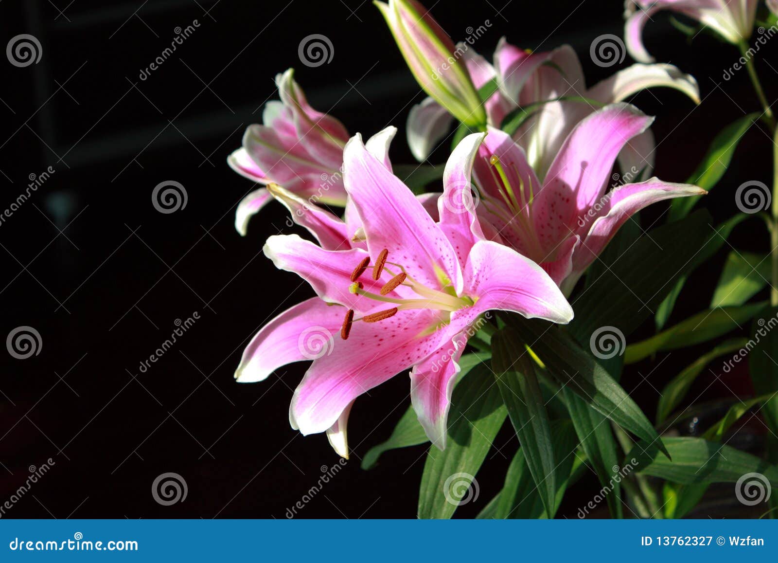 Asiatisk lilja fotografering för bildbyråer. Bild av rött - 13762327