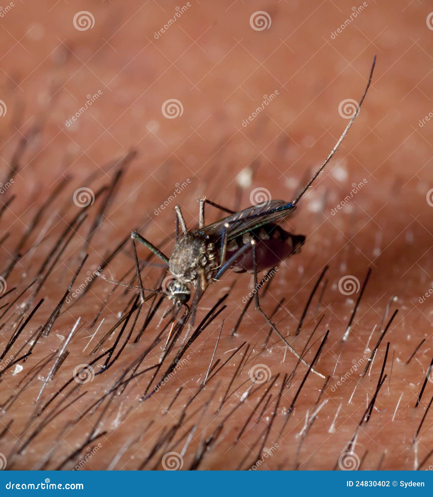 Asiatisk mygga arkivfoto. Bild av buffoon, sugning, blod - 24830402