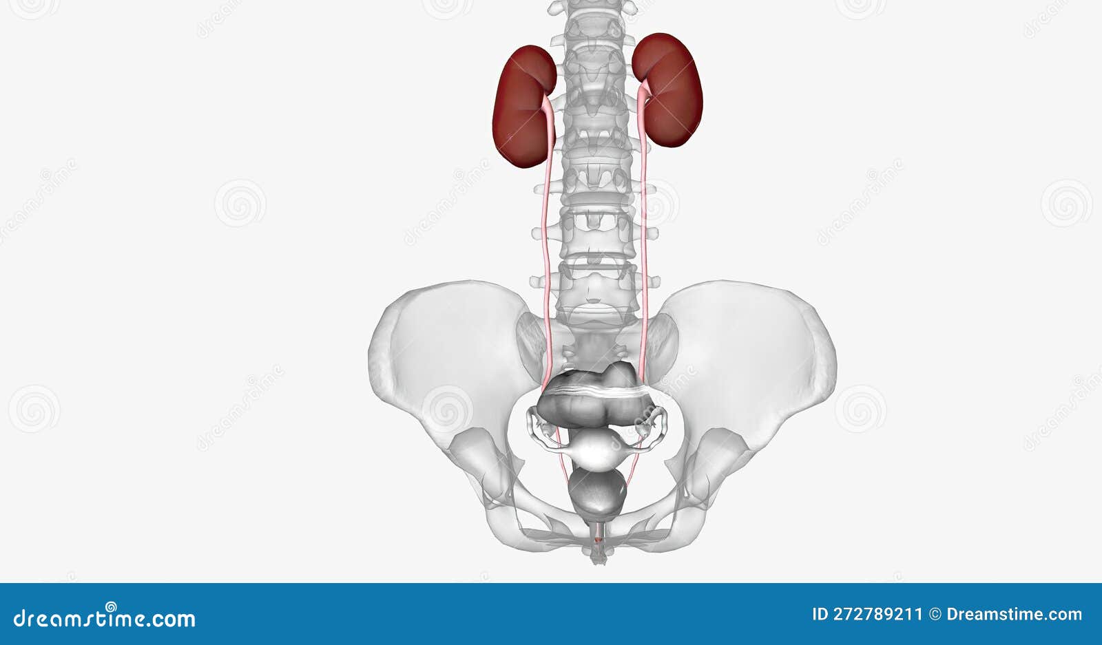 Bladder Urinary System Body Organ Infographic Poster Vector ...