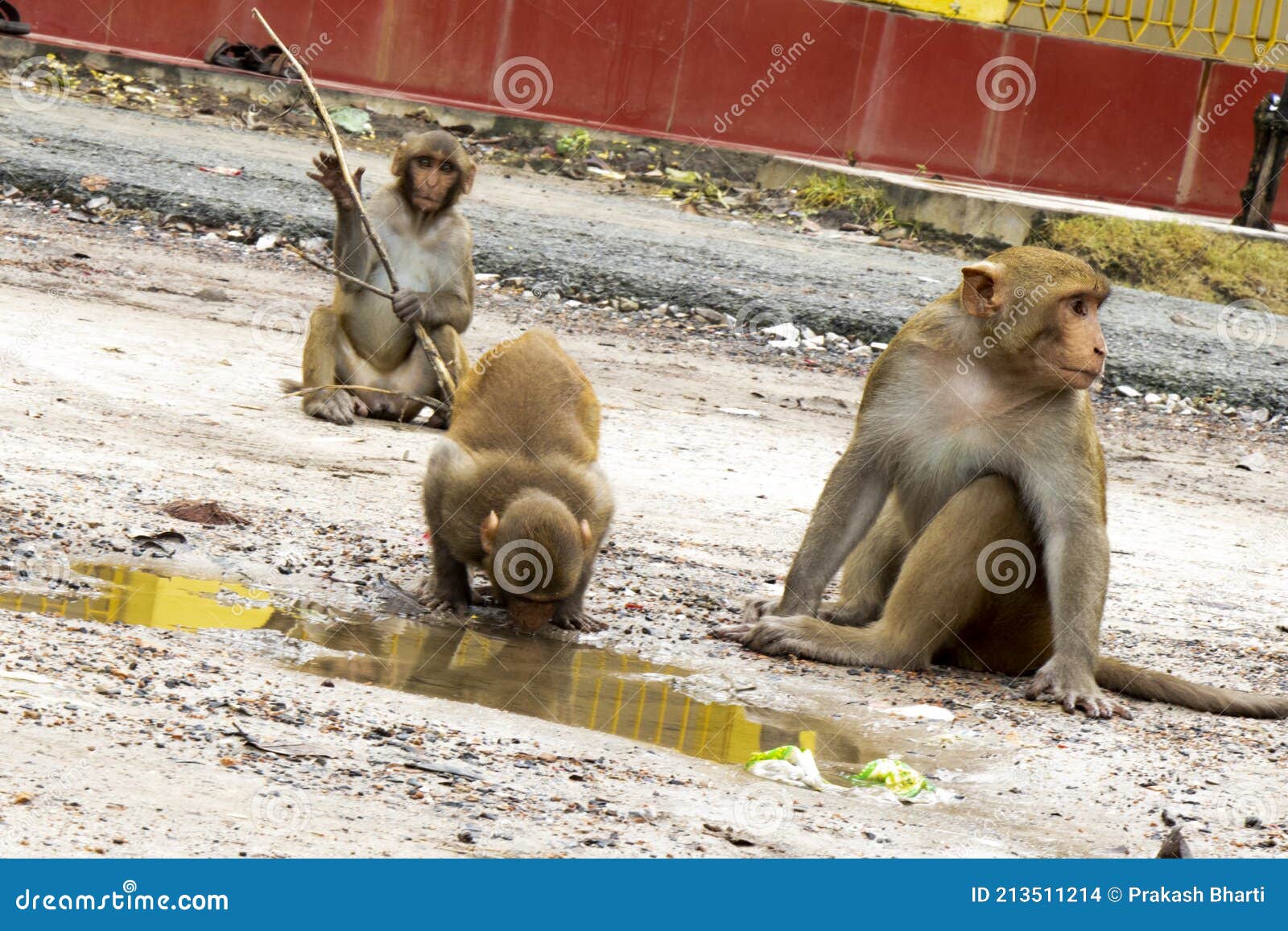 Asientos De Monos En El Suelo Buscando Comida Foto de archivo - Imagen ...
