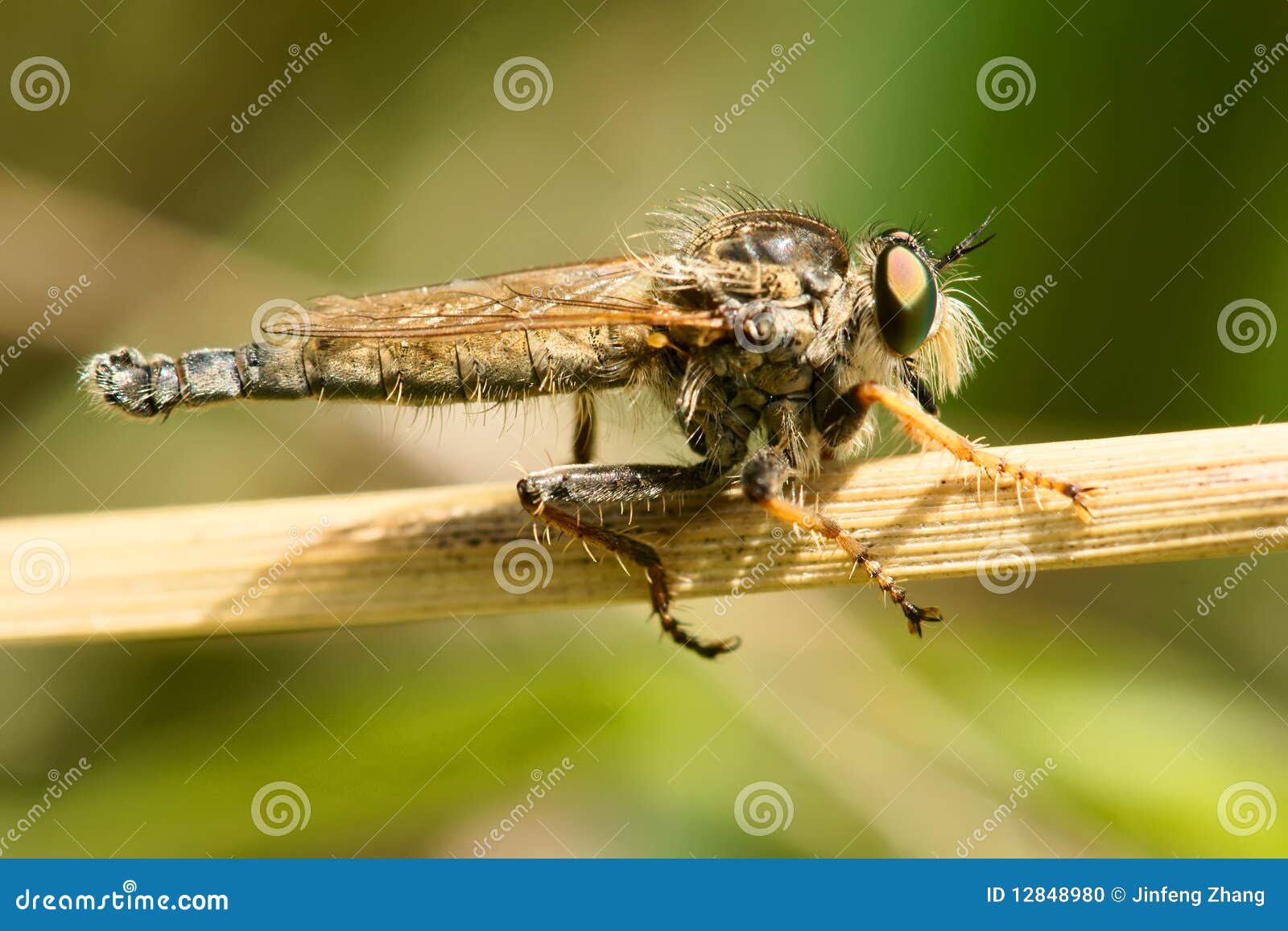 Asilidae stock photo. Image of winged, hunter, wild, asilidae - 12848980