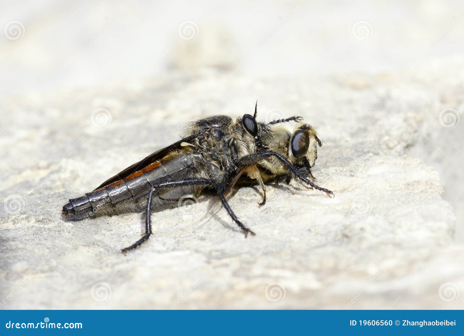 Asilidae stock photo. Image of fuzz, hunt, stabbed, predatory - 19606560