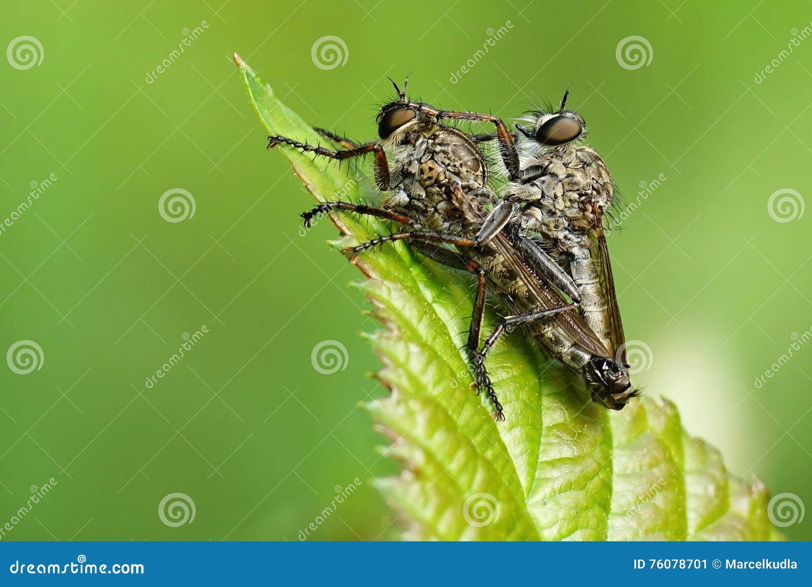 Hairy Asilidae Macro Photography, This Giant Diptera Is Named A Robber ...