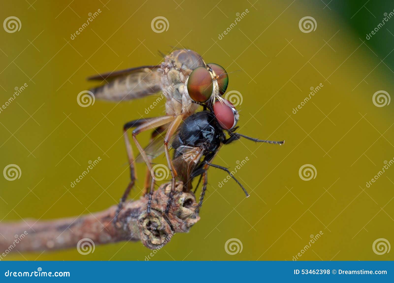 Asilidae - La Mouche De Voleur Photo stock - Image du jardin, voleur ...