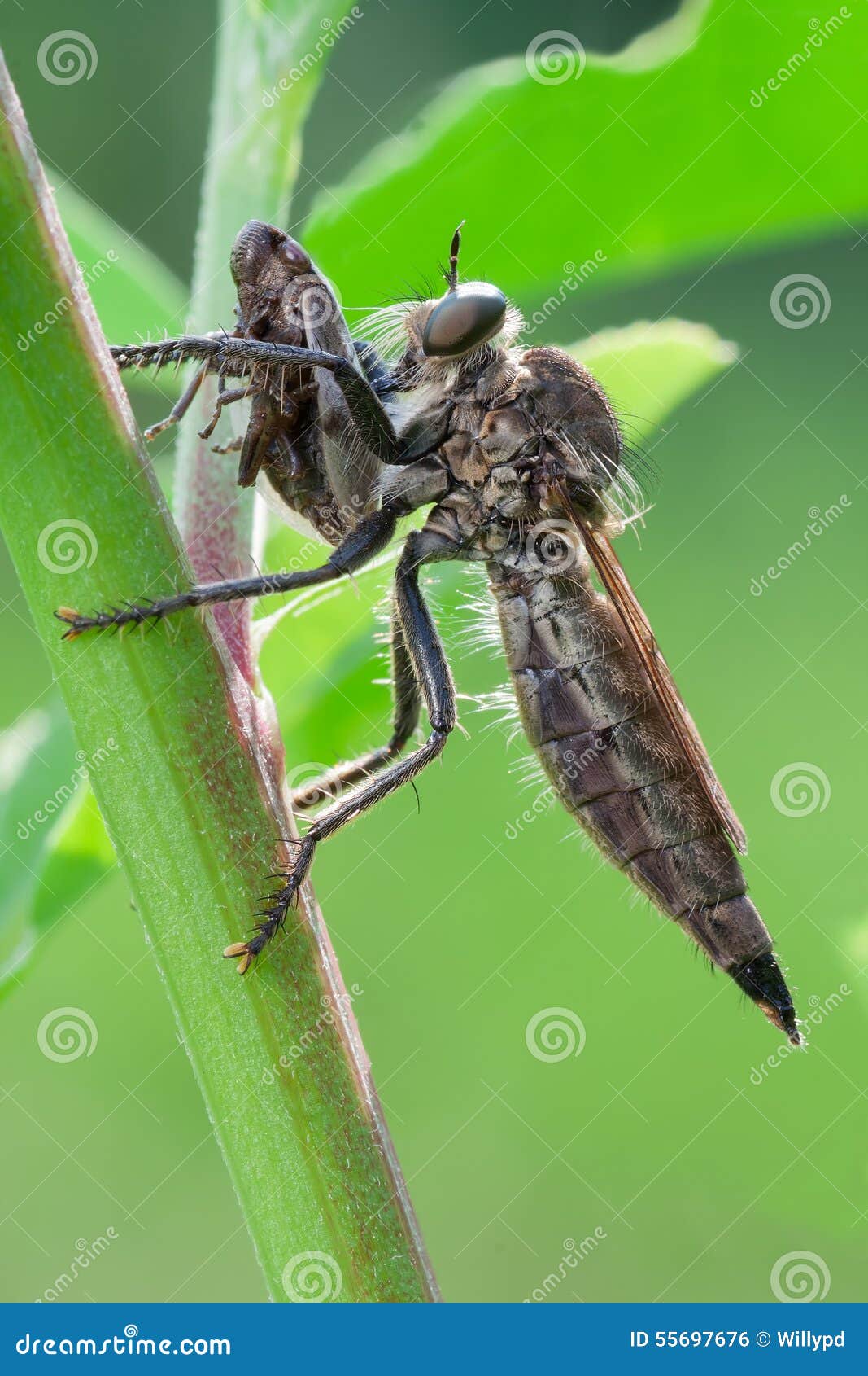 Asilidae stock photo. Image of raptor, macro, prey, insect - 55697676