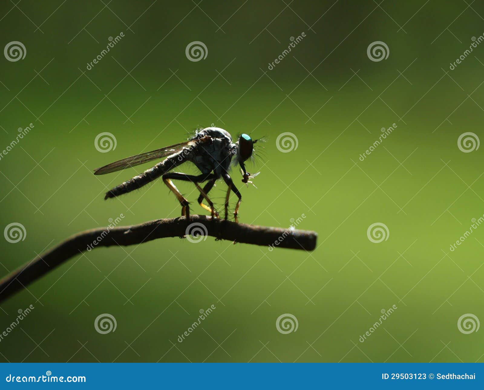 Asilidae, robber fly stock image. Image of wing, robberfly - 29503123