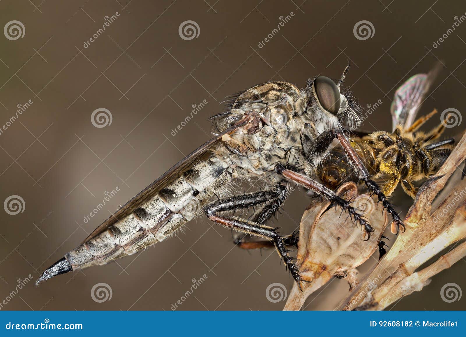 Asilidae - Robber fly stock photo. Image of animal, predator - 92608182