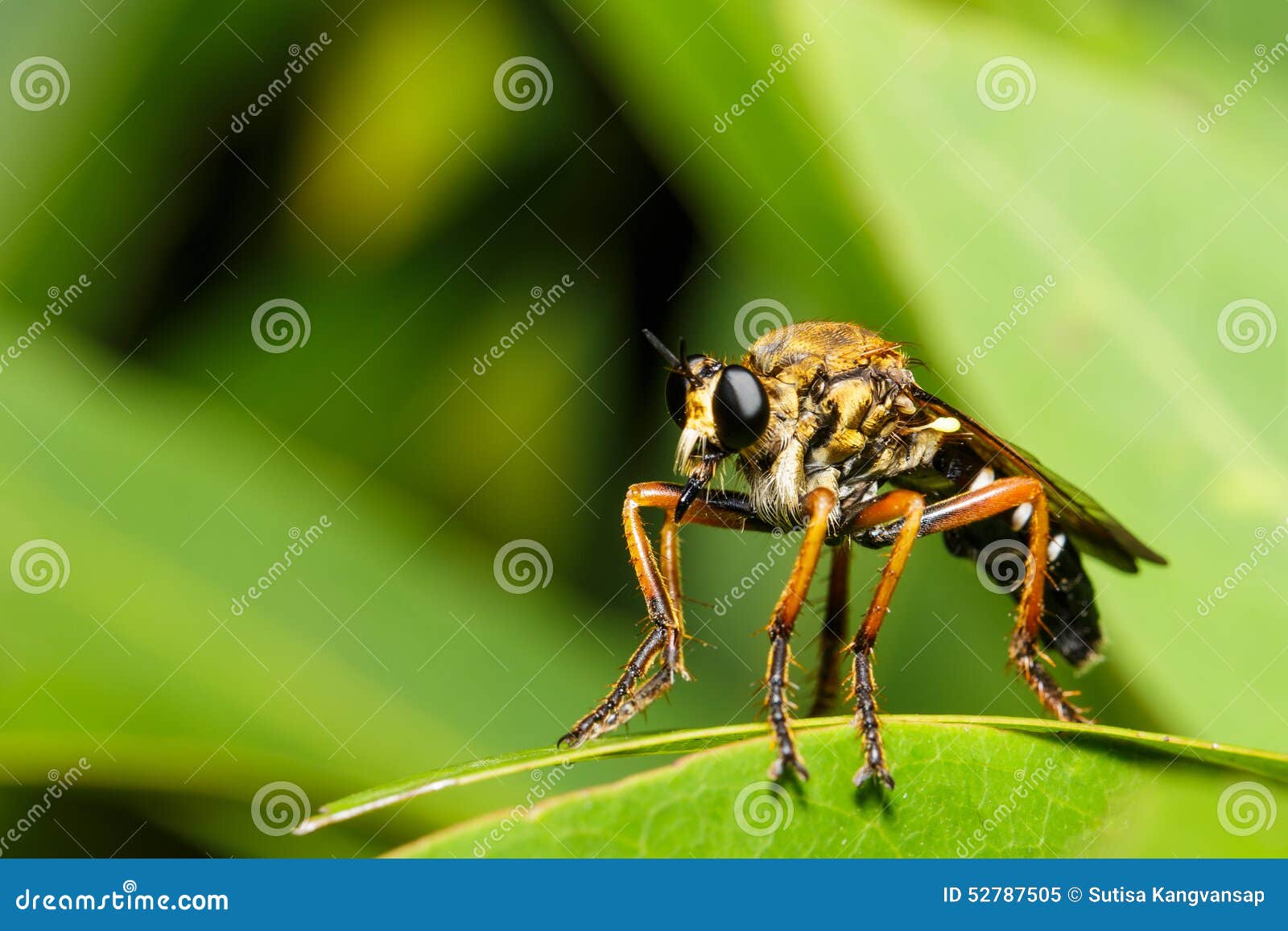 The Asilidae Are The Robber Fly Family, Also Called Assassin Flies ...