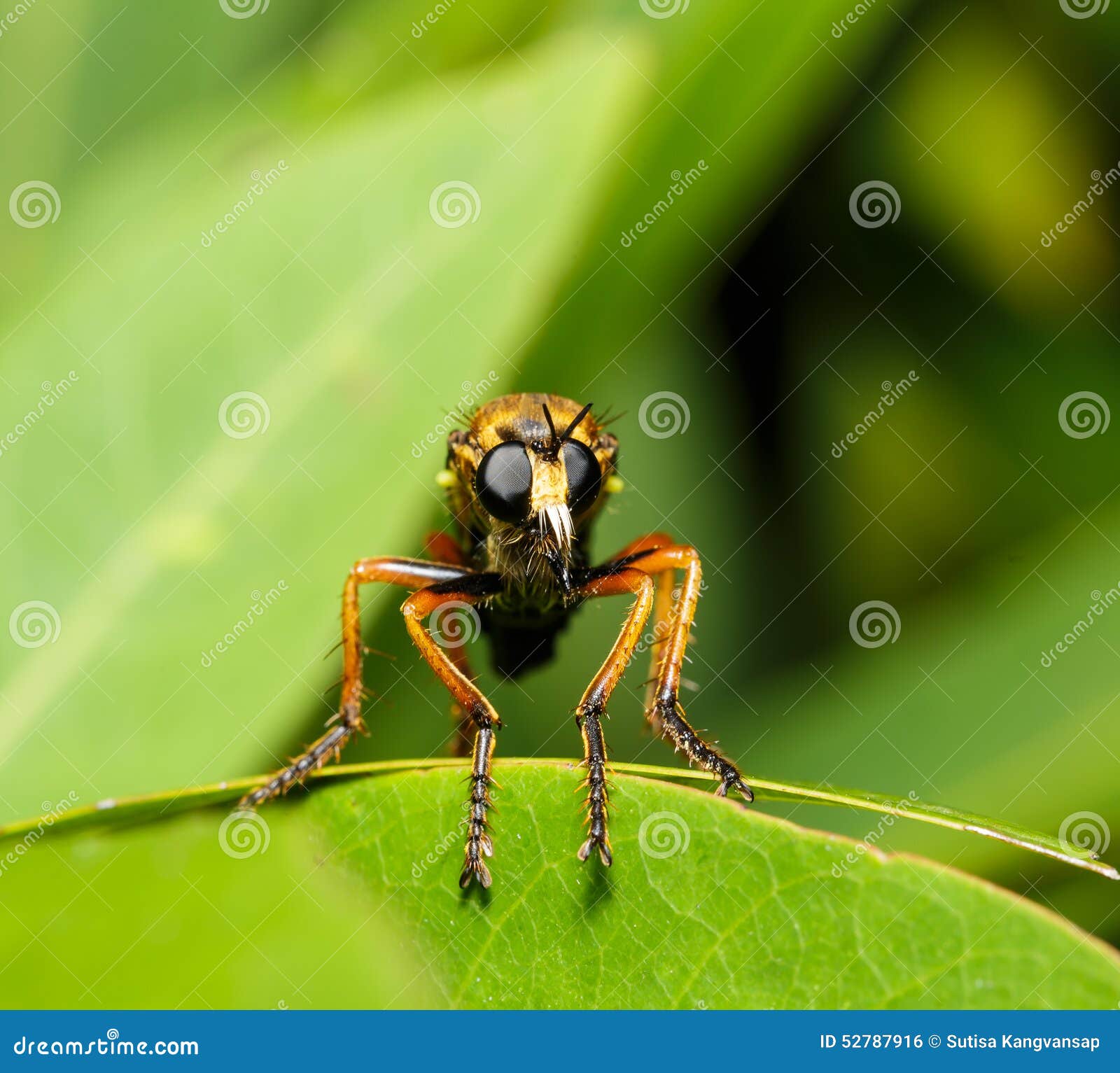 Asilidae Robber Fly in Face Close Up Stock Photo - Image of predator ...