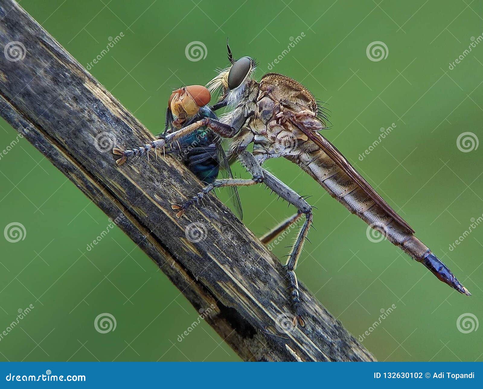 Asilidae - the Robber fly stock photo. Image of robber - 132630102